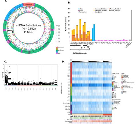 Mitochondrial Genomic Landscape In Mds A Human Mtdna Map Showing Genes