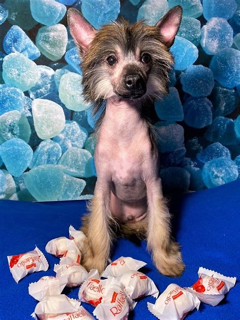 Голый мальчик китайской хохлатой собаки на продажу по цене 30000₽ в Москве — объявление №48307