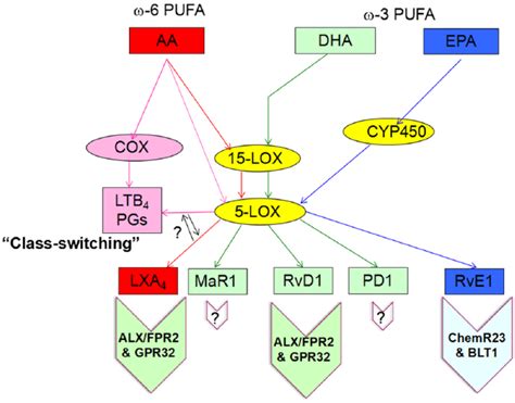 Synthesis And Signaling Of Specialized Pro Resolving Lipid Mediators