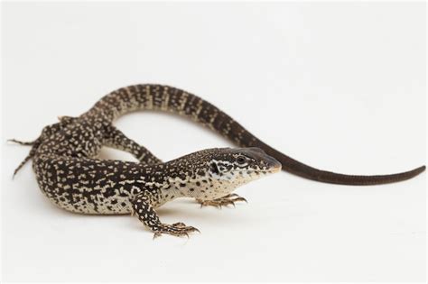 Premium Photo The Spotted Tree Monitor Lizard Varanus Similis