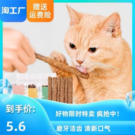 【萌宠】手把手教你养你的第一只猫：如何纠正猫猫咬人——行为规范篇 3楼猫