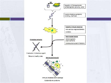 Pathophysiology Of Guillain Barre Syndrome In Flow Chart A Visual Reference Of Charts Chart