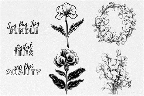 Sweet Pea Svg Sweet Pea Clipart Graphic By Younique Aartwork · Creative Fabrica