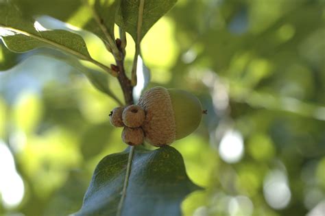 Quercus Austrina Bluff Oak Oaks North Carolina Extension Gardener