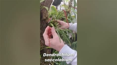 Talking About Dendrochilum Saccolabium With Trey Youtube
