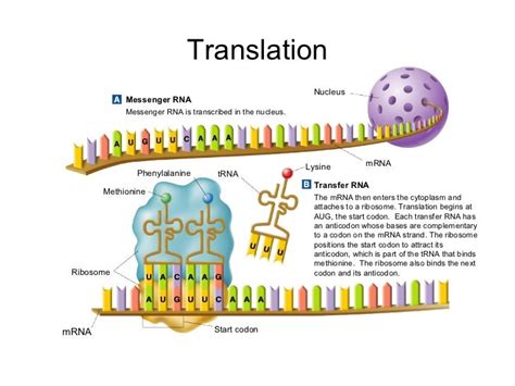 Messenger Rna Biology