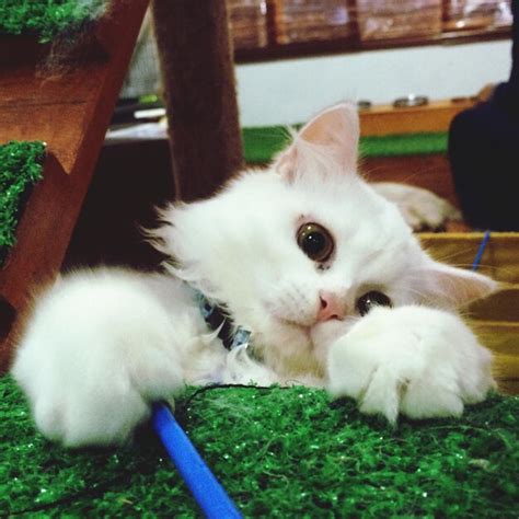 Premium Photo Surface Level Of A Cat