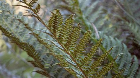 Fern Leaves Turning Black 11 Causes And How To Fix Them