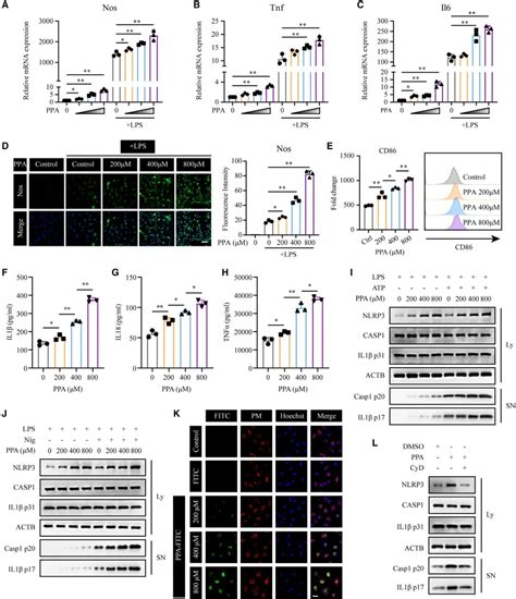 项目文章cell Reports Medicine（if14 3） 非靶代谢组 H650发现防止糖尿病伤口过度炎症的新策略