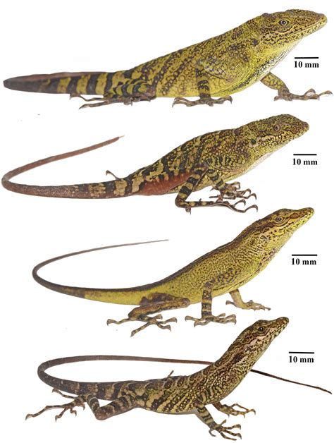 Anole Annals Your Source For The Latest On Anolis Lizards
