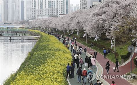 붐비는 온천천 상춘객들 연합뉴스