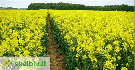 Ūkininkas Parduoda Garstyčių Ridikų Mišinius Skelbiult