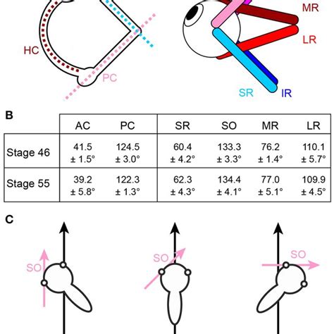 Left Simulated Neuronal Tuning Functions For Graviceptive Pathways