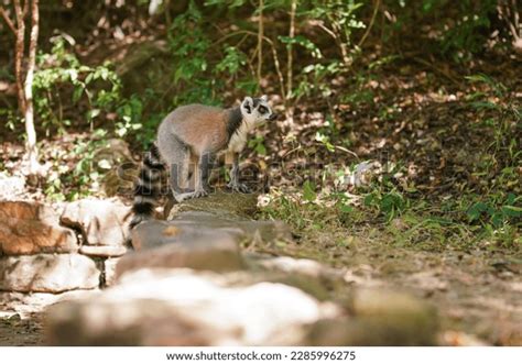 657 Strepsirrhini 图片、库存照片和矢量图 Shutterstock