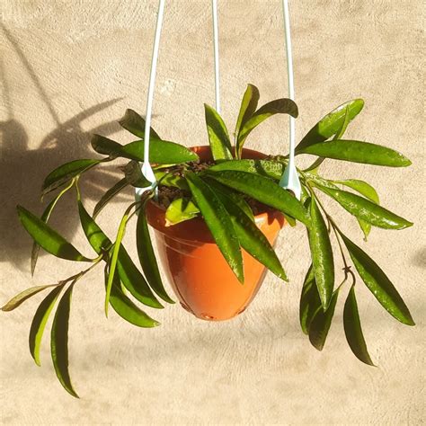 خرید و قیمت هویا وایتی سبز سایز نیمه مادری از غرفه فروشگاه گل جاویدان