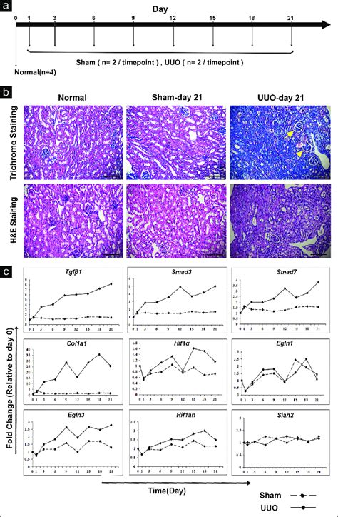 The Expression Level Of Tgf β And Hypoxia Pathway Related Genes In Download Scientific Diagram