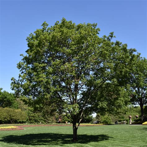 Trident Maple Indy Plants