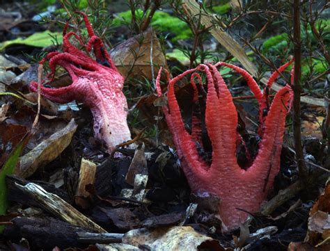 Wildeep S Illuminations Octopus Stinkhorn
