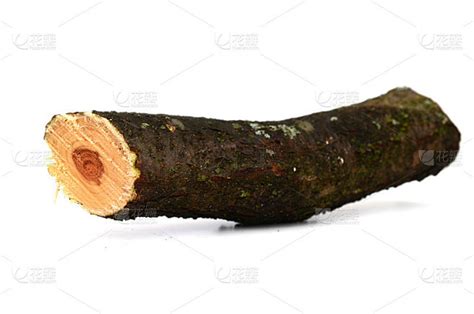 一根正在砍伐的树枝