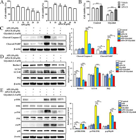 api and api c8 inhibit glycidol induced autophagy and apoptosis via