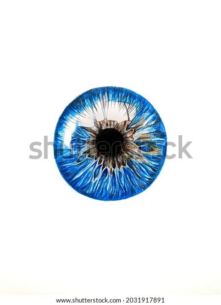 Colored Pencil Drawing Blue Iris Stock Illustration Shutterstock
