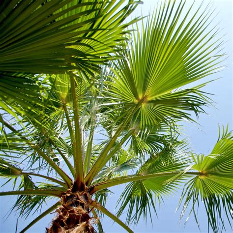 Dwarf Palmetto Tree Cold Hardy Low Maintenance Tropical Palm