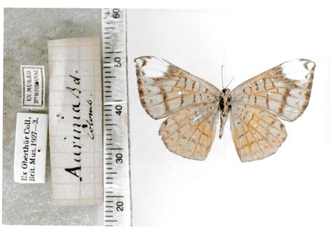 Emesis Aurimna Type Specimens