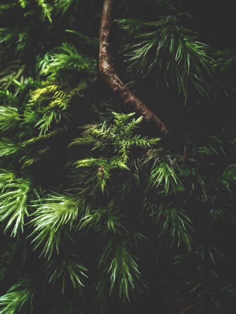 Premium Photo Close Up Of Tree Branch Premium Photo Close Up Of Tree Branch