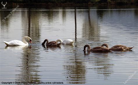 Labute Poľovnícka Fotografia Fotka Poľovnícke Foto 392713