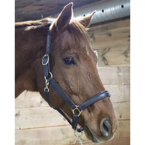 Licou Performance En Cuir Chambriere