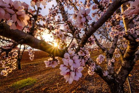 10 Pink Flowering Spring Trees For A Colorful Landscape ShrubHub