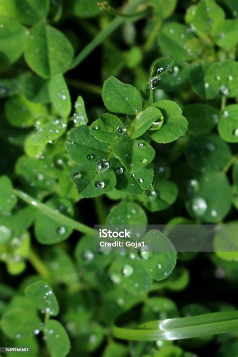 녹색 클로버는 자연 배경을 남깁니다 토끼풀 성 패트릭의 날의 상징 3월 17일 휴일 컨셉 배너 2024년에 대한 스톡 사진 및 기타 이미지 Istock