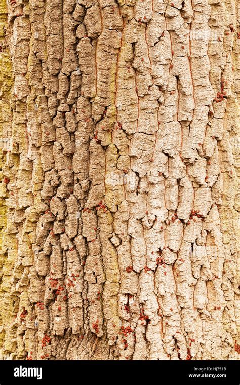 Tree Bark In Nature Note Shallow Depth Of Field Stock Photo Alamy