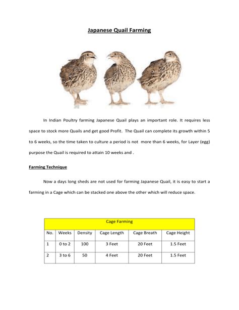 Japanese Quail Farming Guide