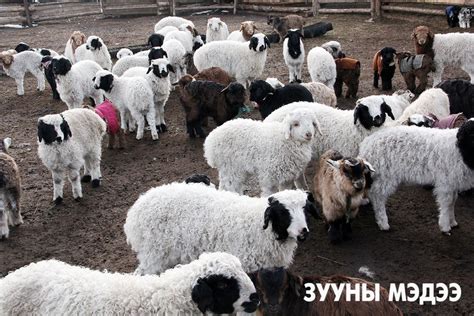 Фото Төлийн дуу цангинасан малчны хот