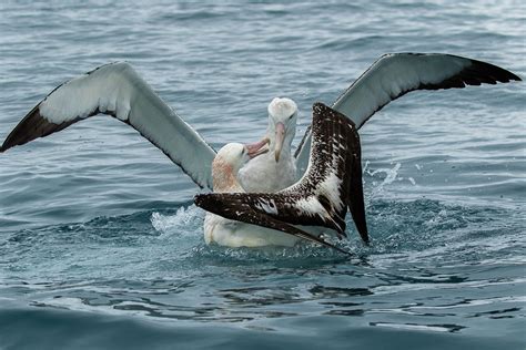 Taking Action For Albatrosses Birdlife International