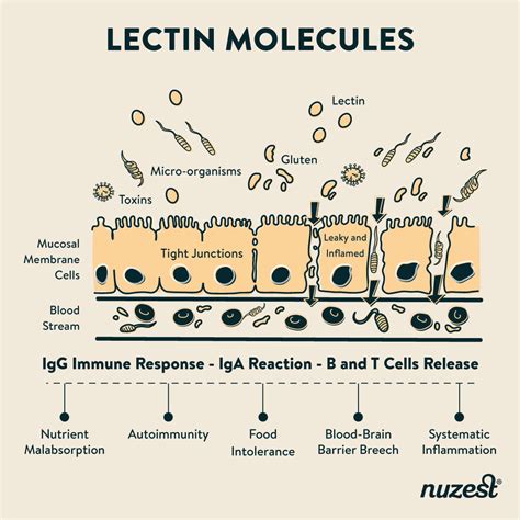 The Truth About Lectins Nuzest Sg