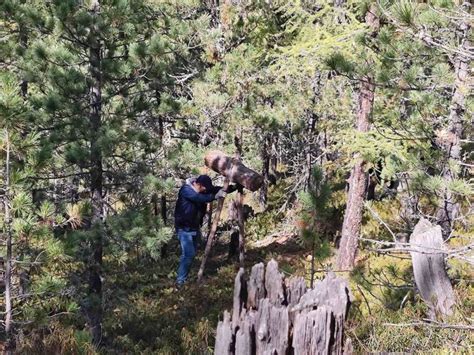 Нийслэлийн ногоон бүсэд хууль бусаар самар түүхгүй байхыг анхаарууллаа