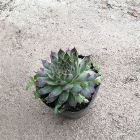 Cutex Succulent Shopee Philippines