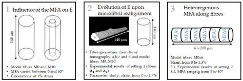 Details Of The Different Finite Element Models Used In The Study Download Scientific Diagram