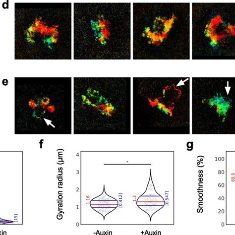 Modeling And Quantifying The Effect Of Cohesin Dependent Loops On Download Scientific Diagram