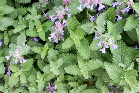 Catnip Health Benefits For Humans