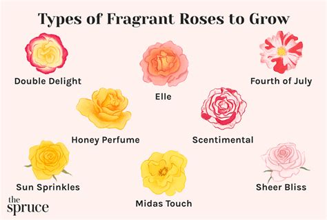 Types Of Fragrant Roses To Grow
