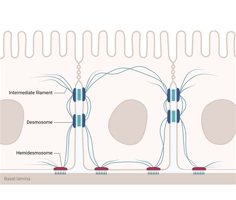 Desmosomes