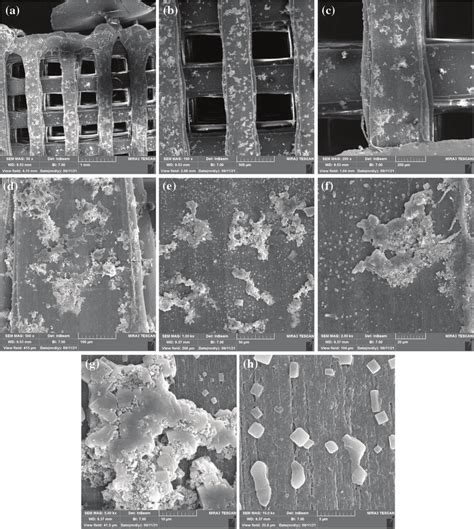 Scanning Electron Microscopy With Different Magnification Levels For
