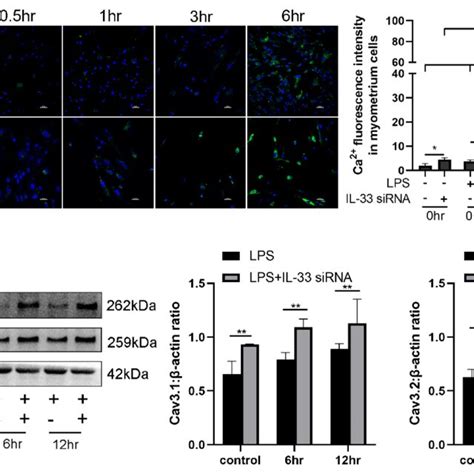Interleukin 33 Il 33 Silencing Enhanced Lipopolysaccharide