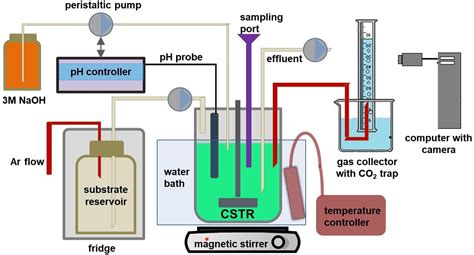 Fermentation Process