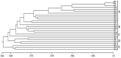 Dendrogram Obtained By Upgma Method Derived From Pcr Amplification