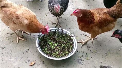 এক টাকা ও লাগবেনা বাড়িতে হাস মুরগি পালন করে লাখোপতি হতে পারেন আপনিও আমার মত। Youtube