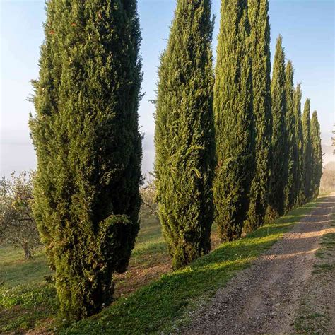 Italian Cypress Mediterranean Cypress Hesperocyparis Sempervirens Var